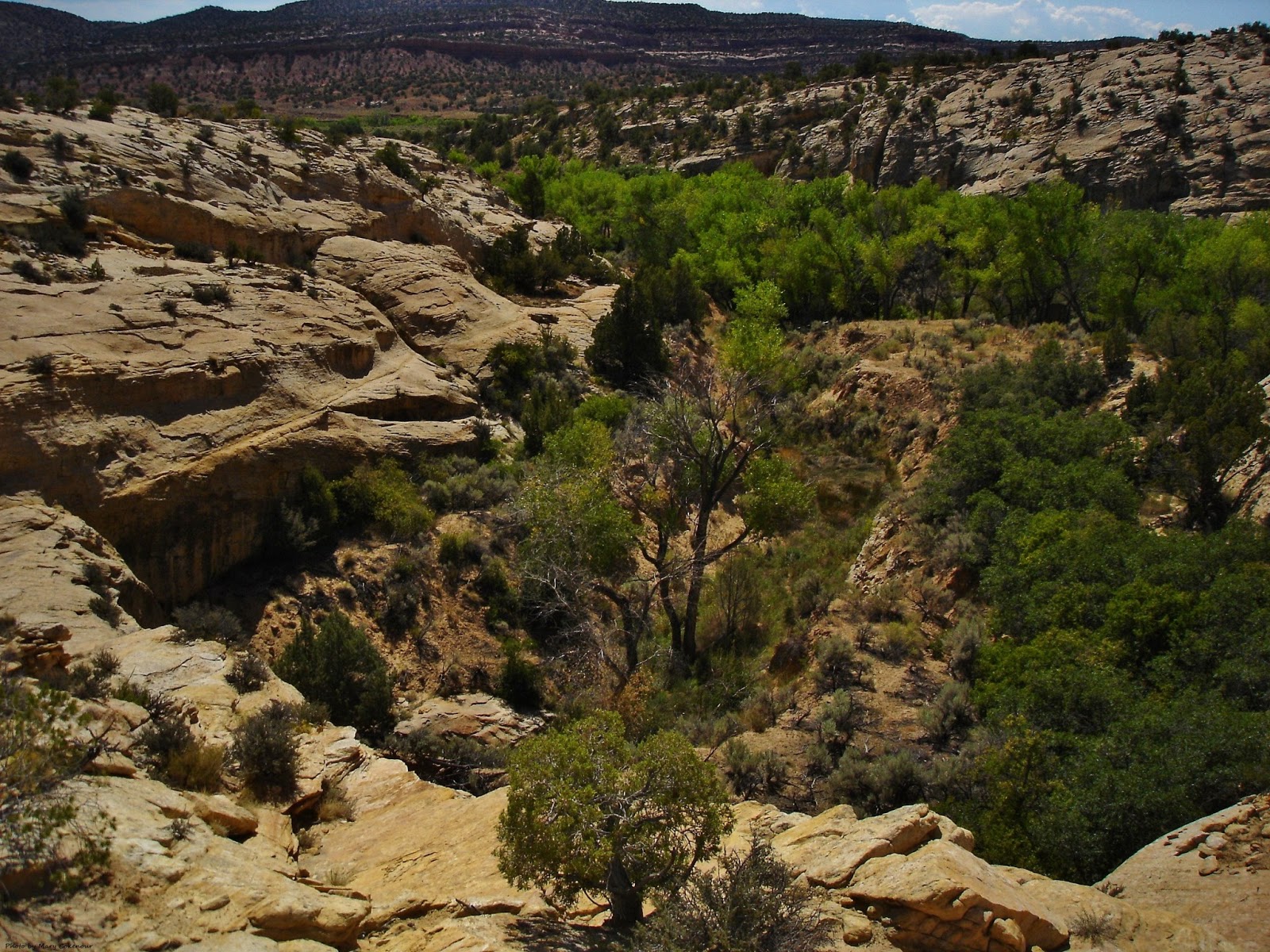 The Southwest Through Wide Brown Eyes: Butler Wash's Roadside Ruin ...