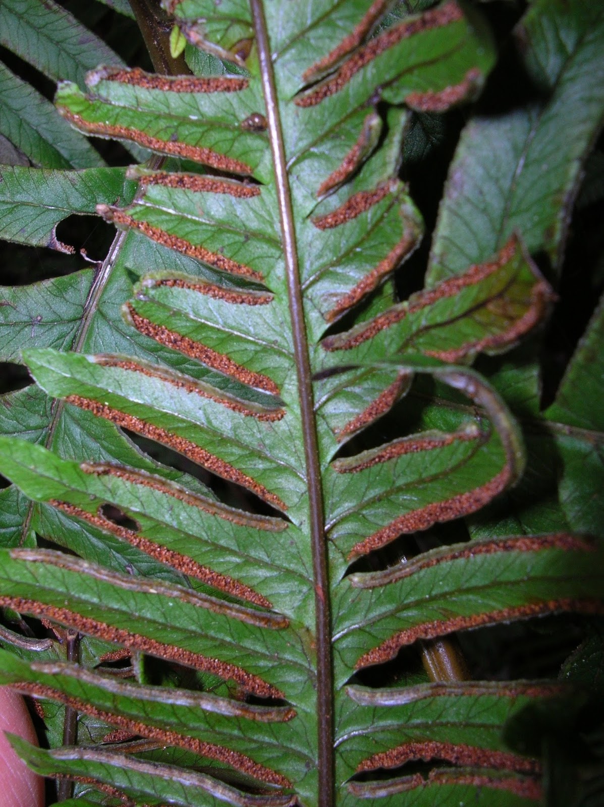 Plant of the Day: Plant of the day is: Pteris excelsa or waimakanui