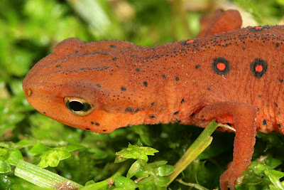 Real Monstrosities: Eastern Newt