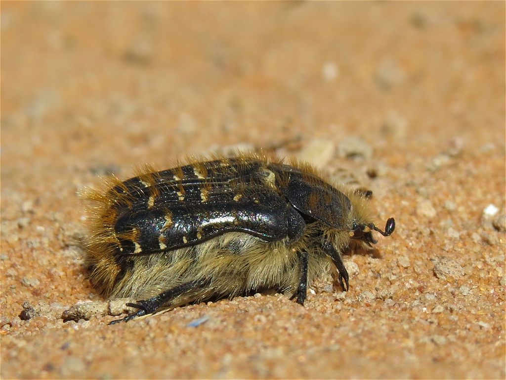 The Natural Stone: Morocco Wildlife
