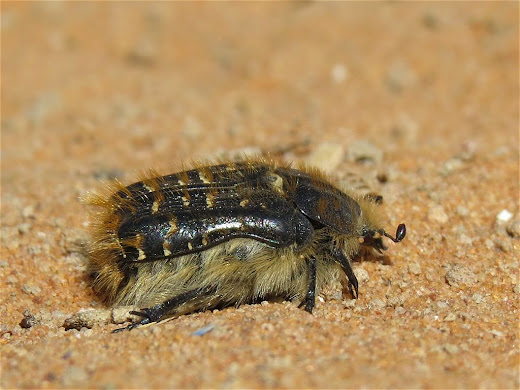 The Natural Stone: Morocco Wildlife