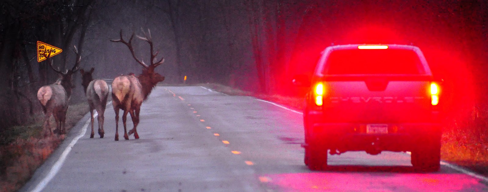 Life's a snapshot: Elk herds on Pennsylvania lawns