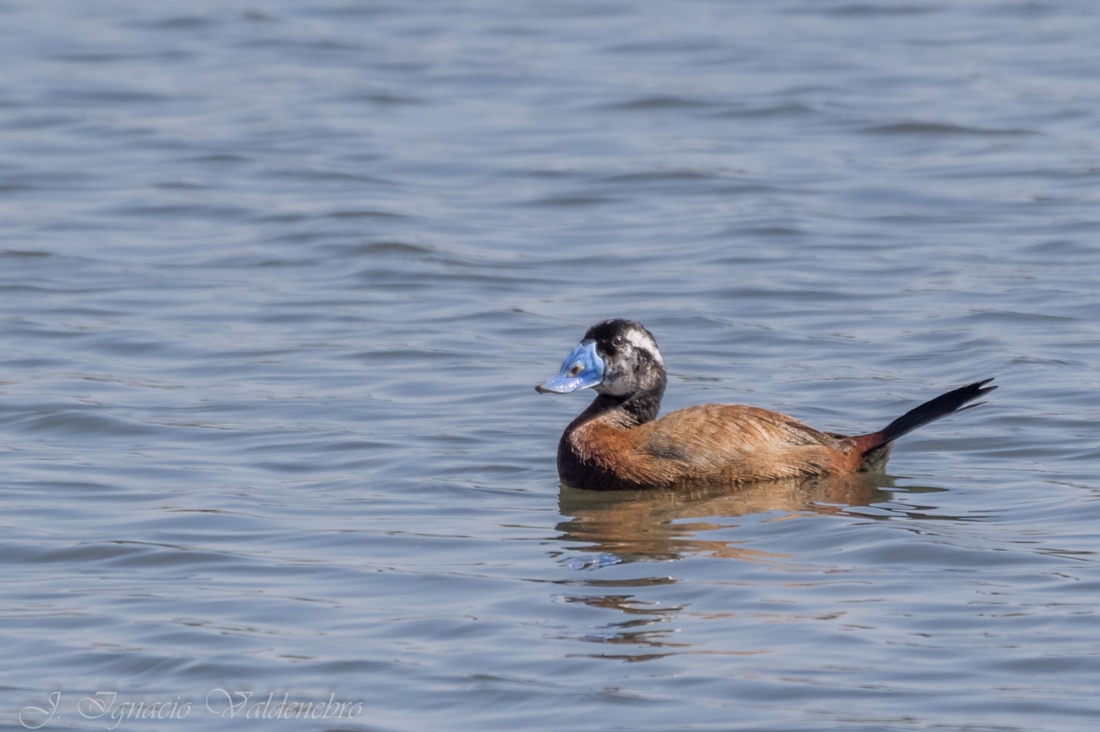 DocNatureBlog: El pato con el pico azul abultado y la cola elevada ...