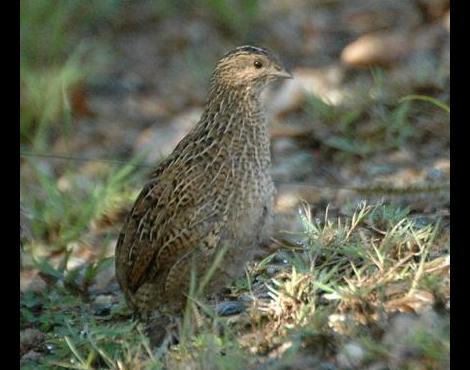 All About Wildlife: Quail (Coturnix Coturnix)