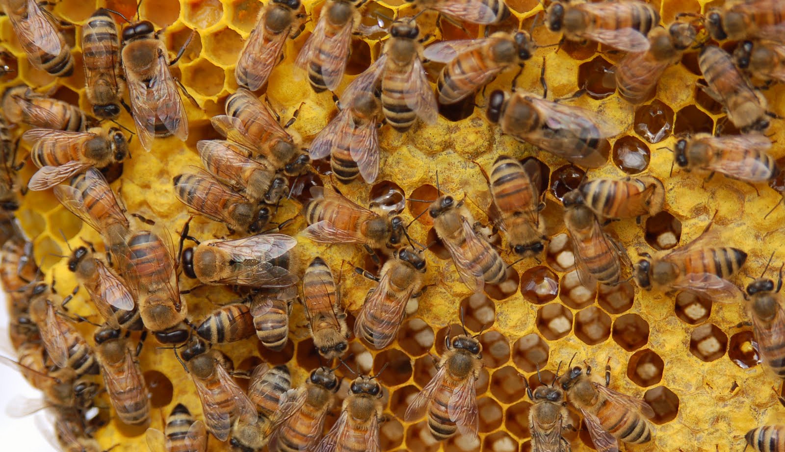 Wherever I am is where I'm at...: double combs on a top bar hive