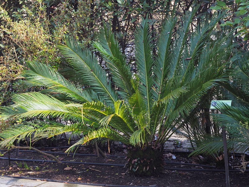 Flora ornamental, hortícola y medicinal.: Cycas revoluta. Palma de Sagú.