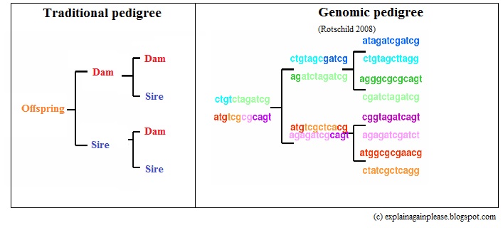Animal science: Genomic selection