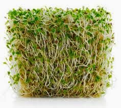 Pertanian Tanaman Pangan dan Peternakan Nunukan: Mari mengenal tanaman ...