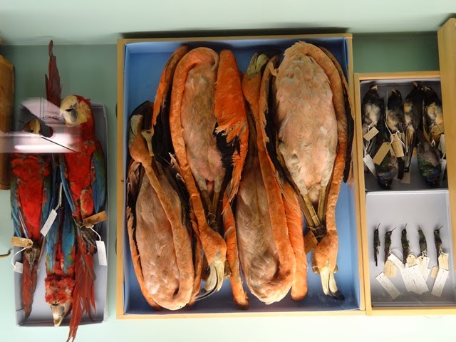 Jacques Huber and the Amazonian Botany: 2013