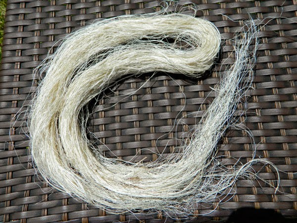 Our Green Neighbors: Herb of the Week: Agave