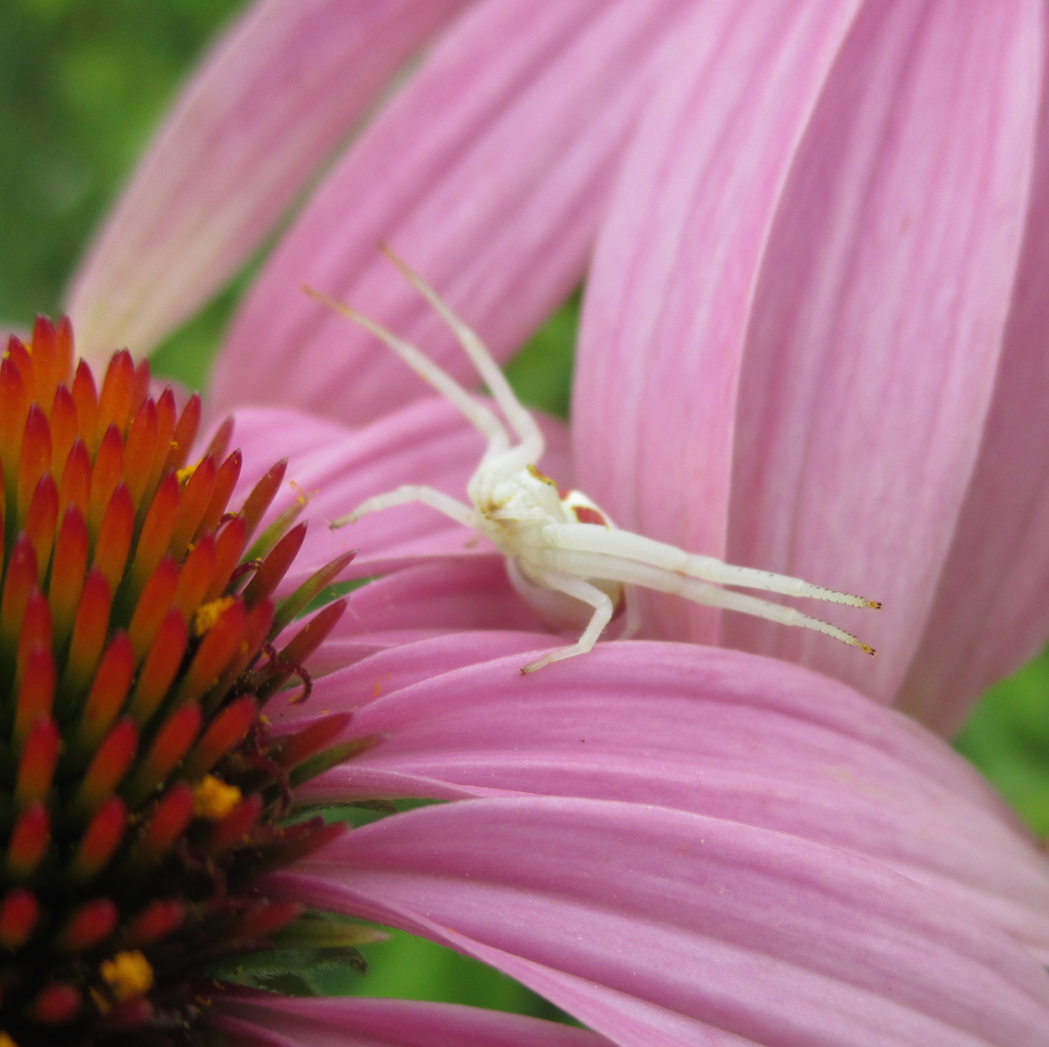 Gardens at Waters East: Ghost Spider - Take a Look