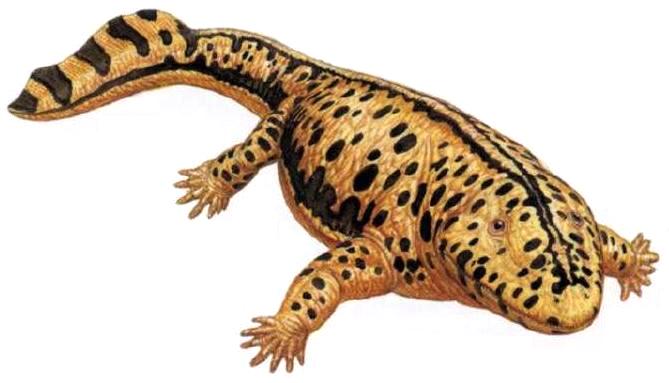 Blog de la Vida Prehistórica: Ichthyostega