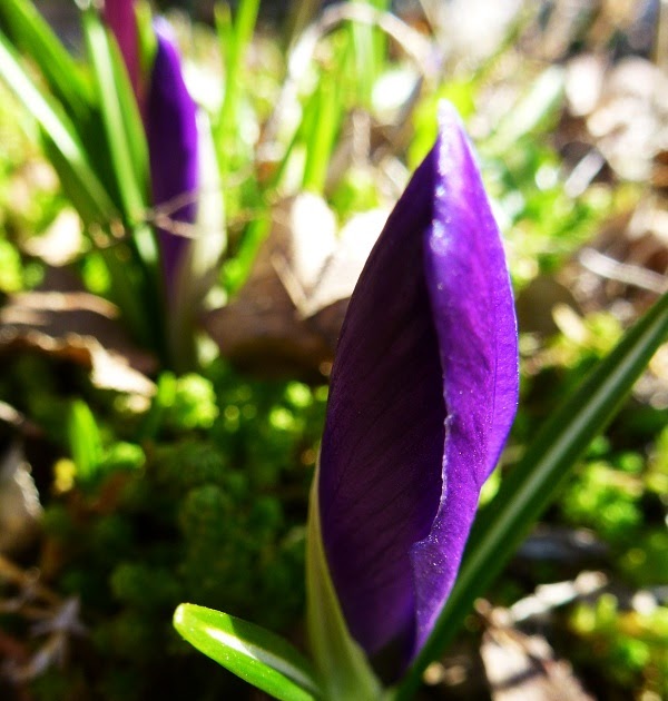 Montana 1 a day.com: Purple Crocus Bud, Hamilton, Montana