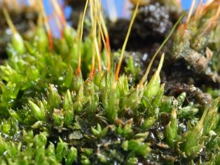 Funaria : General Description of Structure and Reproduction method ...