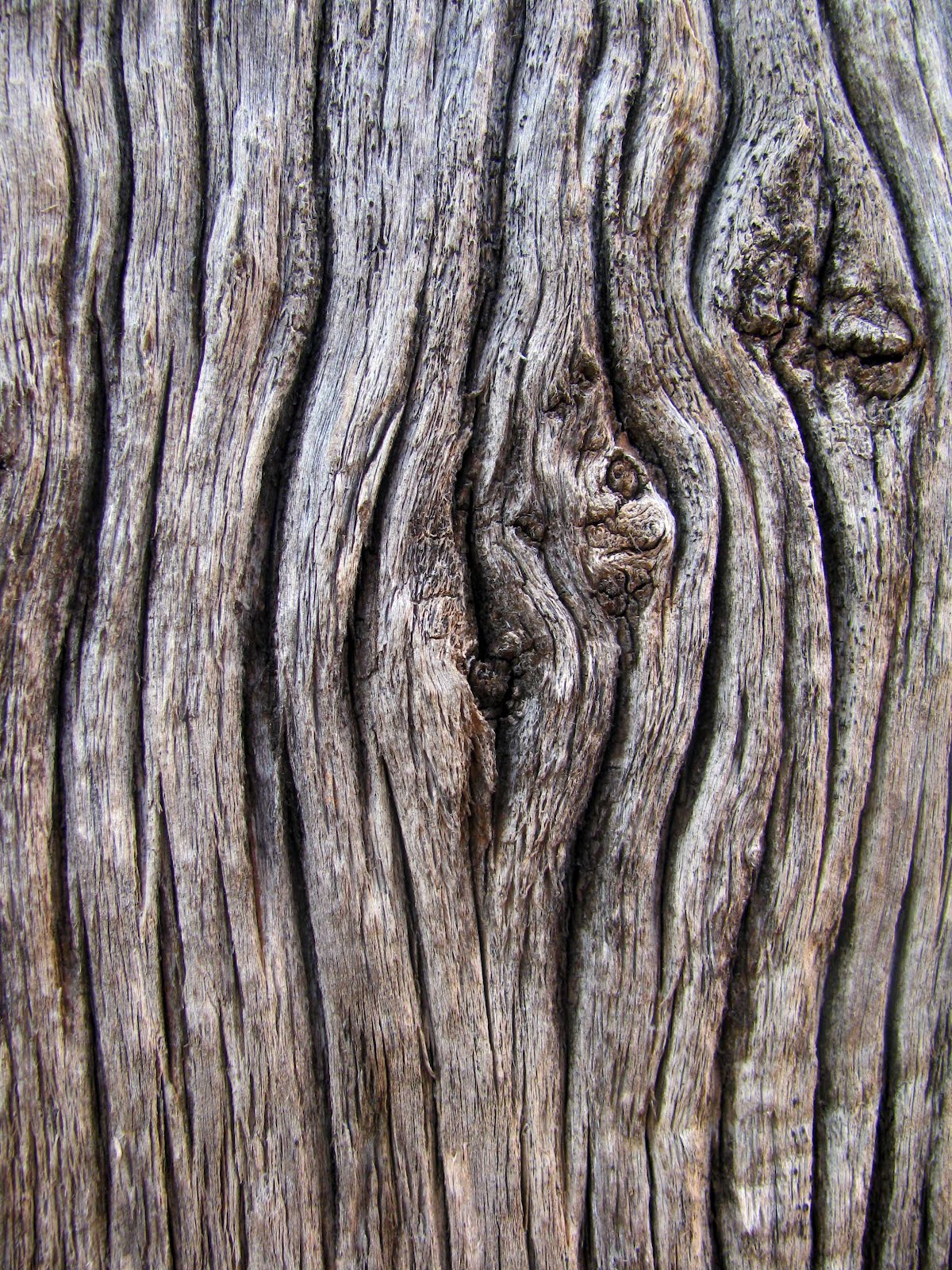 Enfermedades en el bosque (1)