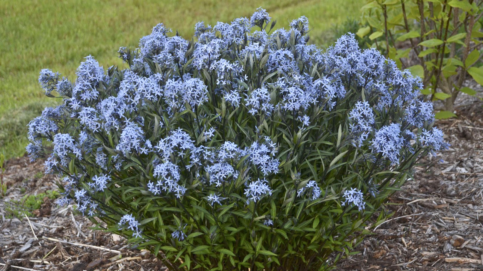gardens@duke: Spring Plant Sale Preview: Bluestar