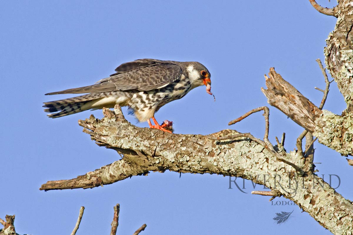 Five Star Lodge in the Addo Elephant National Park: Eastern Red ...