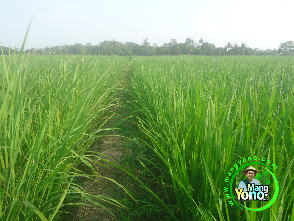 Percobaan : Tanaman Padi TRISAKTI 31 HST di Sawah Rawa - 75 HST Panen