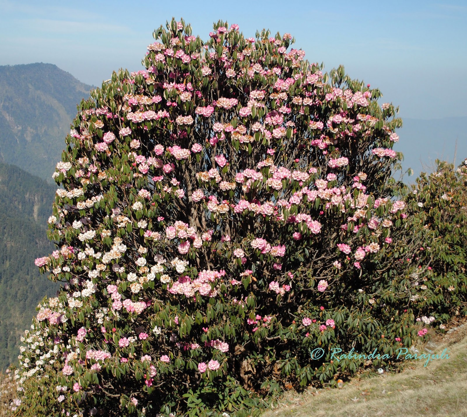 HIMALAYAS: Serenity and Diversity: Beauty and Perfection: The ...