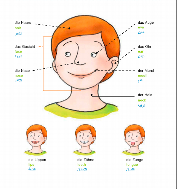 Topic Vocabulary - Body (Part 3) ~ German Learning