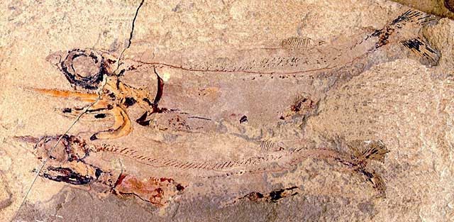 Life Before the Dinosaurs: Falcatus.