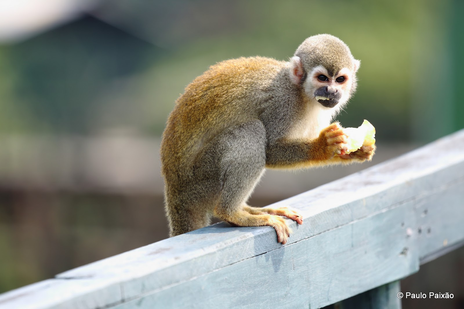 Mamíferos: Saimiri sciureus cassiquiarensis