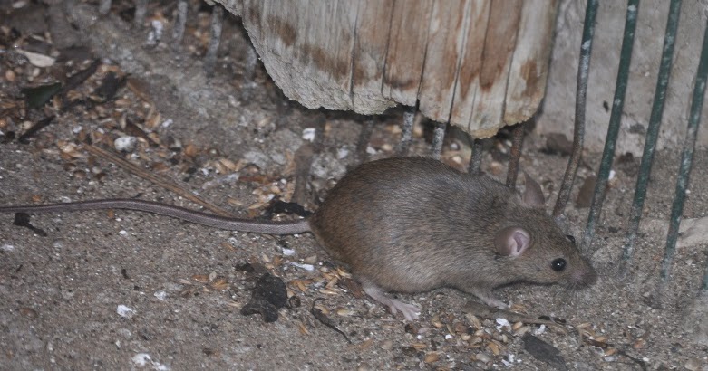 ZOOTOGRAFIANDO (6.100 ANIMALS): RATÓN COMÚN / HOUSE MOUSE (Mus musculus)