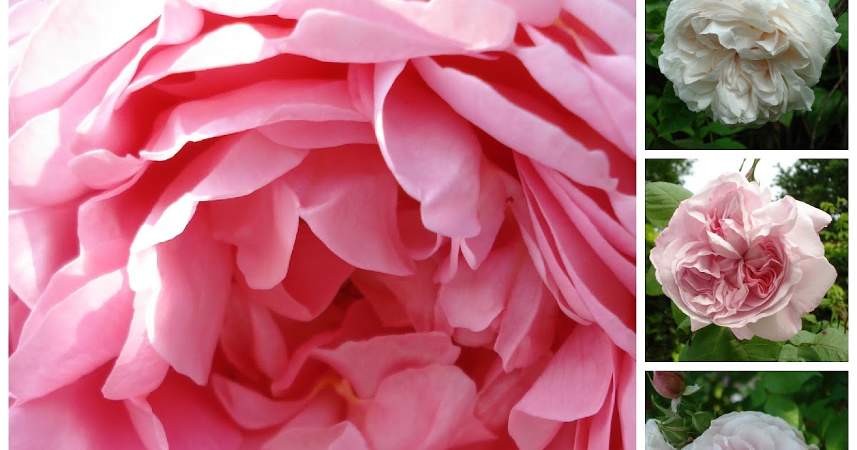 Fragrant, old-fashioned roses.