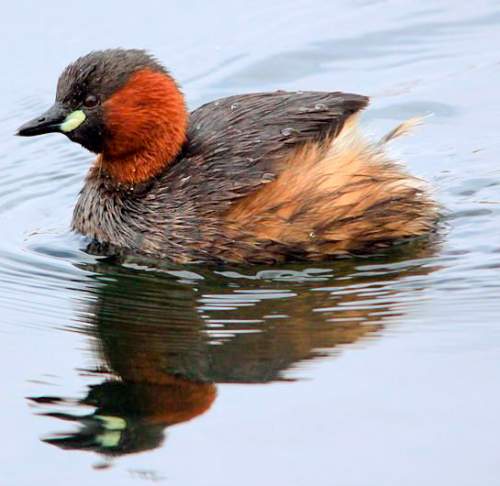 Little grebe photos | Birds of India | Bird World