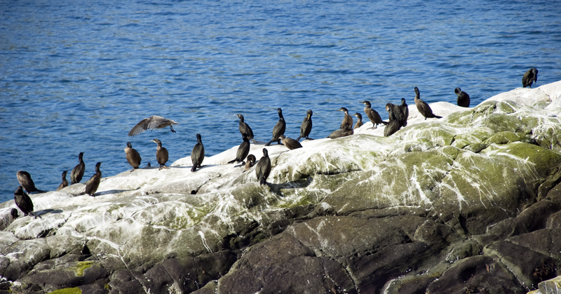 Gastromaniat: Terveisiä Jäämereltä!