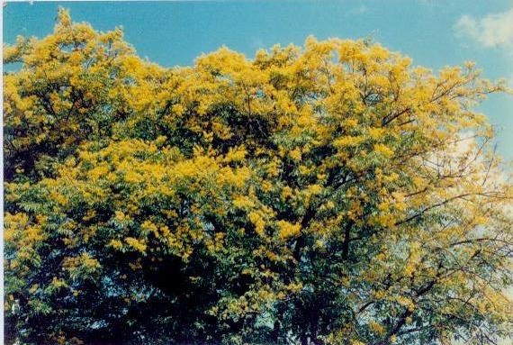 Living with Nature - School on Blog by Dr. Abercio V. Rotor: 10 Herbal ...