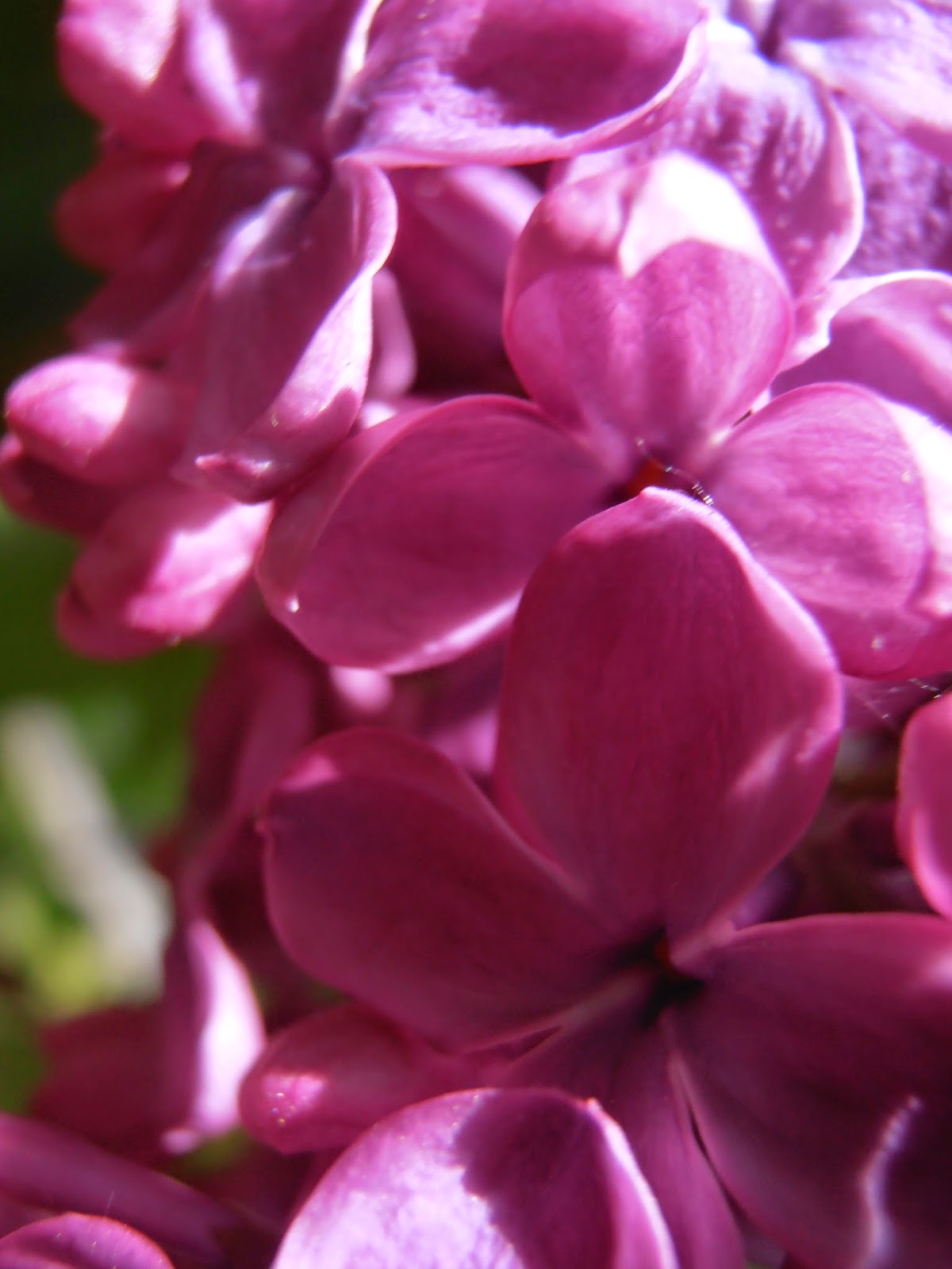 Fast Friday Fabric Challenge: French Lilacs