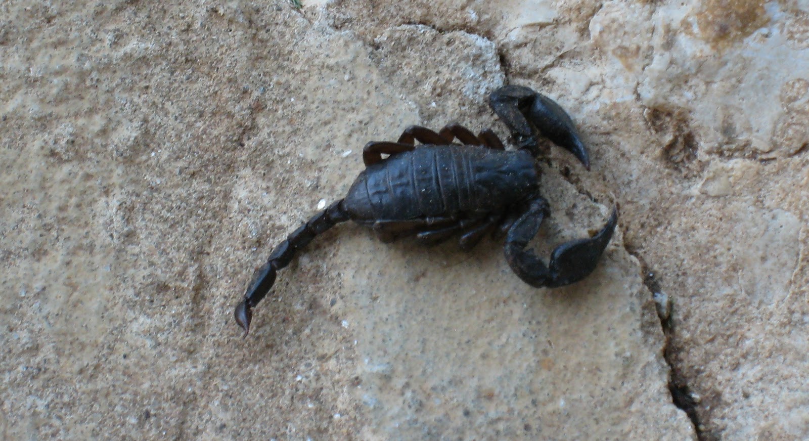 Zagreb Diaries: Interesting wildlife...if you are squeamish, don't look ...