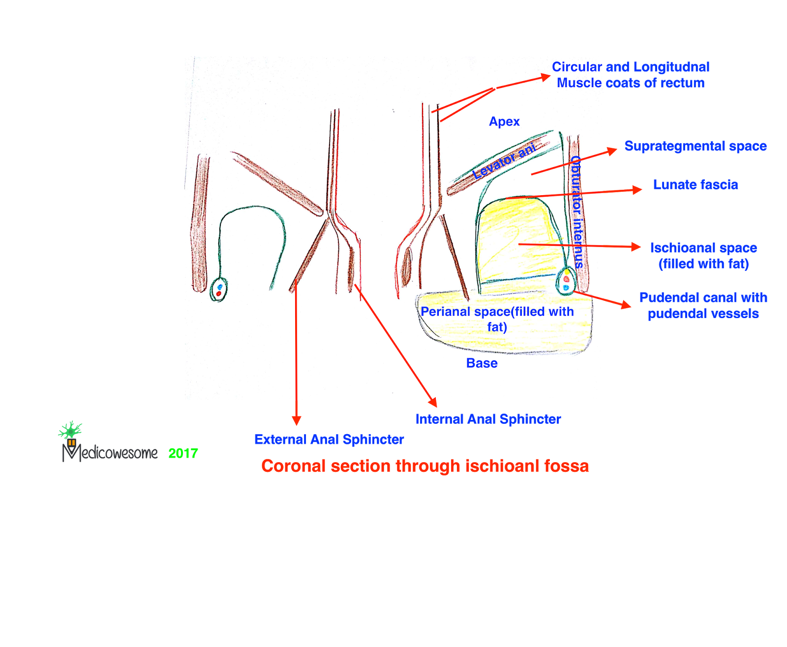 Medicowesome: Ischioanal fossa (Fun Mnemonic Diagrams)