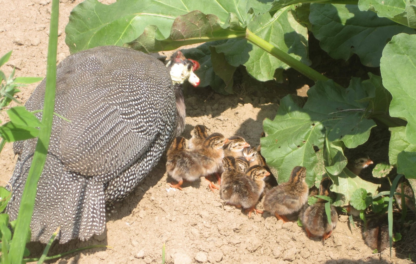 Jennings Brae Bank Farm: Keets!