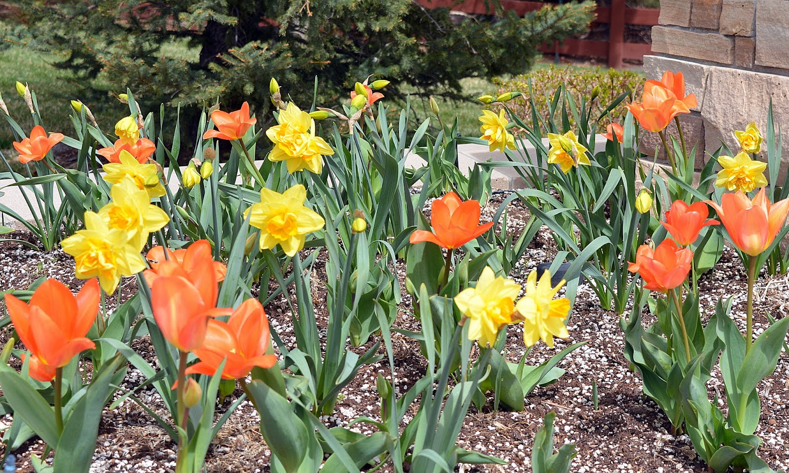 Mille Fiori Favoriti: Spring Time in Colorado