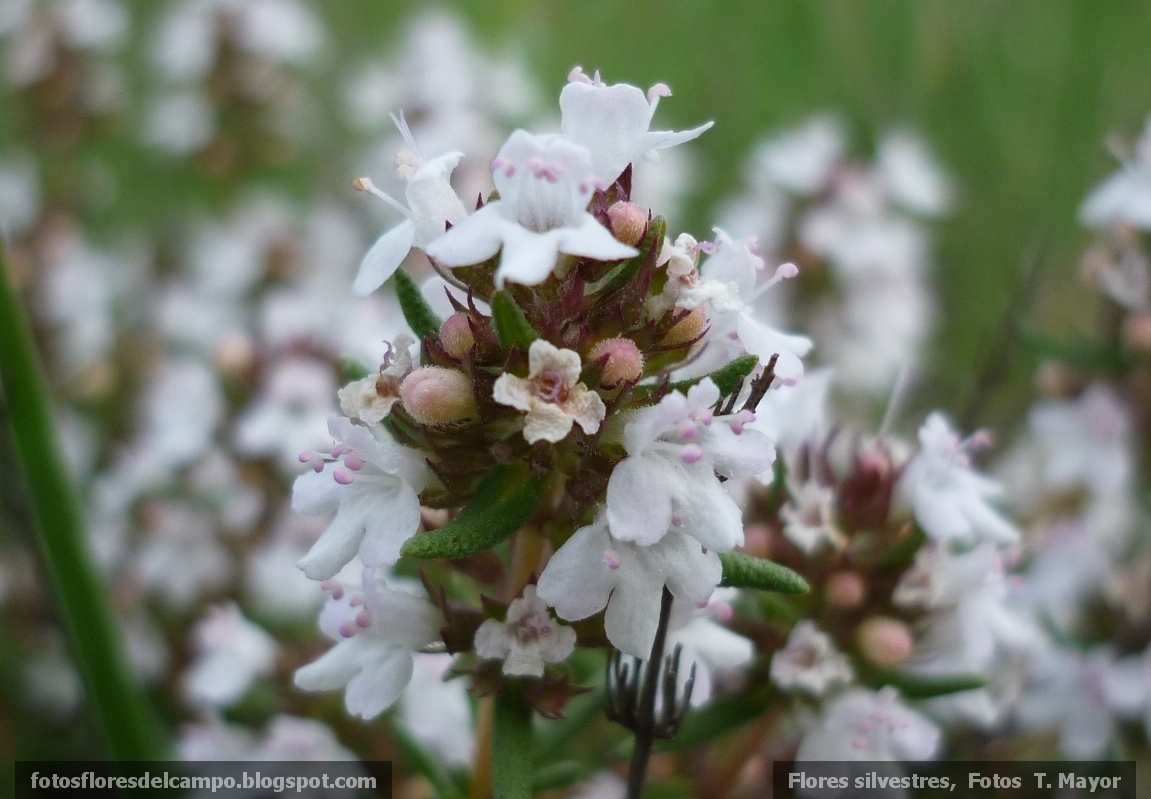 Flores y plantas silvestres: " Thymus vulgaris ". Tomillo. Tremoncillo.