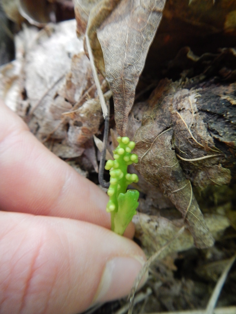 Botanizing: In Love with a Goblin...Fern