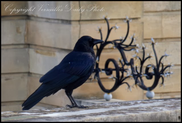 VersaillesDailyPhoto blog: Le corbeau au château