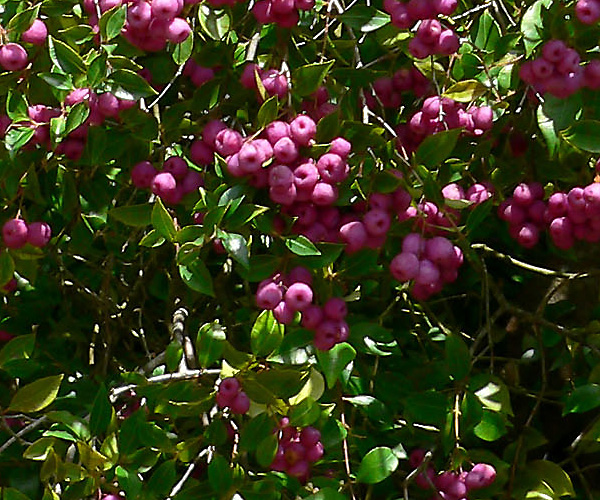 Fruit Warehouse: Lilly Pilly ( Acmena smithii, Eugenia smithii )