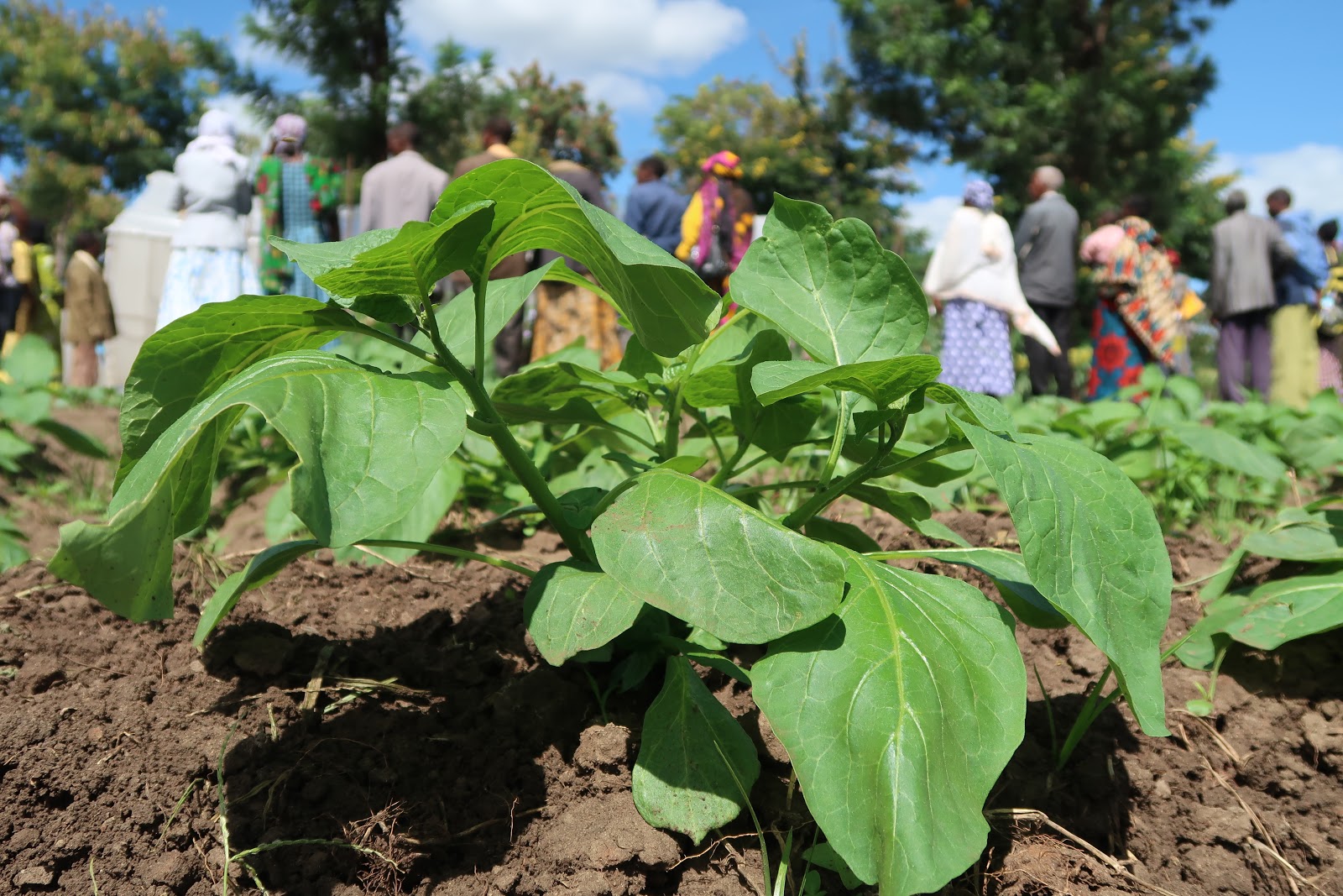 Agrivegs_Tanzania: Medicinal Values in African Indigenous Vegetables