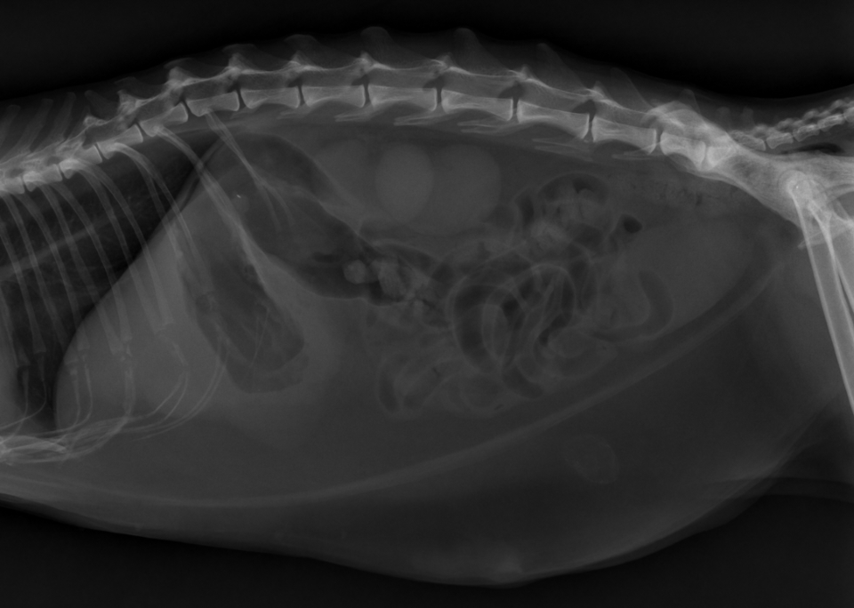 수의진단의학과: feline bates body ; 비만고양이 지방층염의 석회화