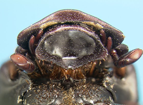 Bug Eric: Anteater Scarab Beetles