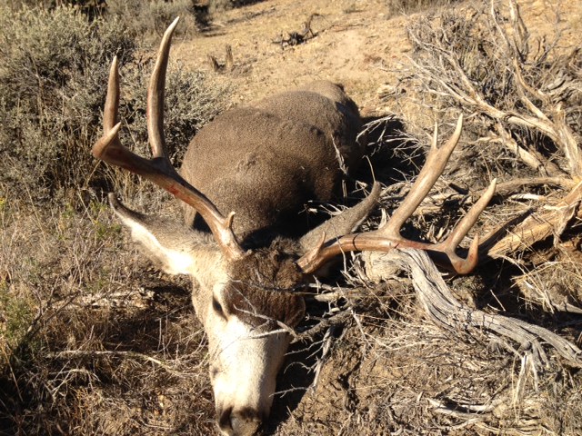 Hunting Points and Trophy Tails: Mule Deer Success for client of ...