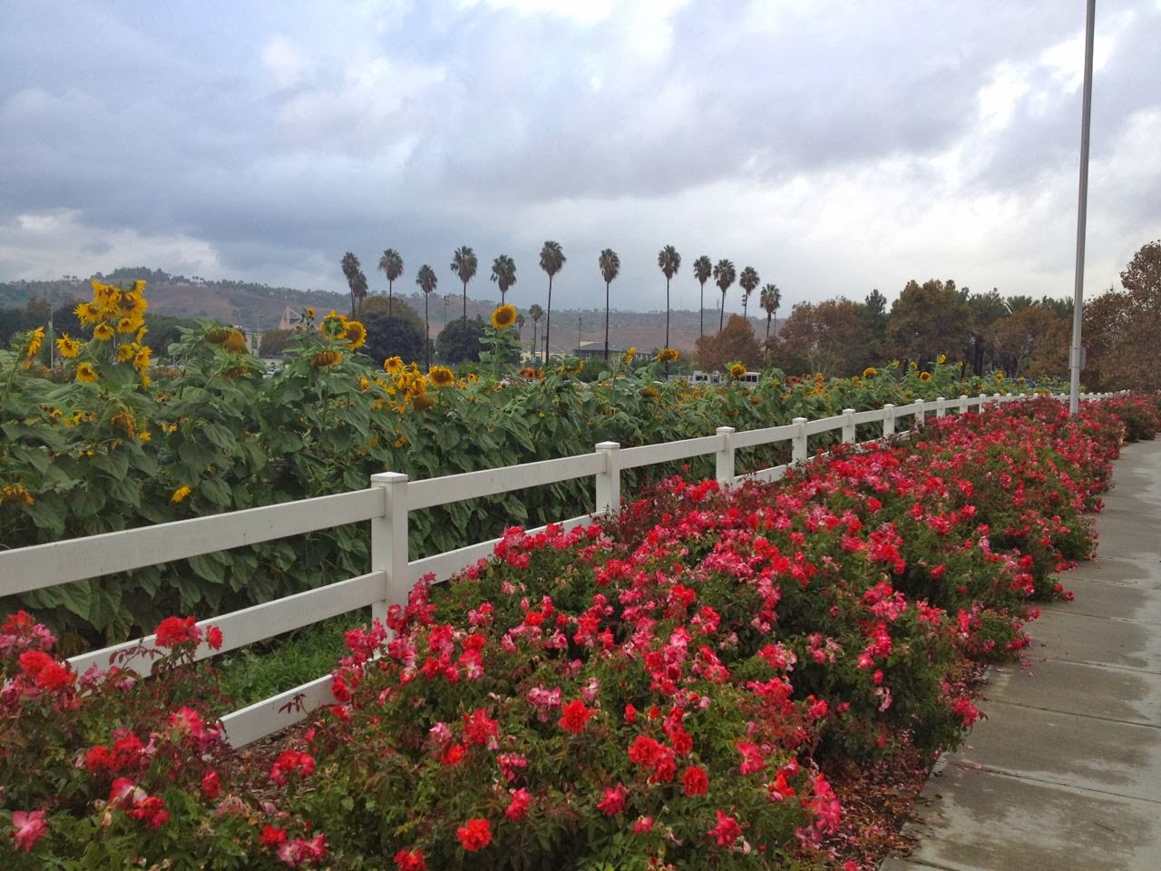 Experiencing Los Angeles: On Campus and on the Farm at Cal Poly Pomona