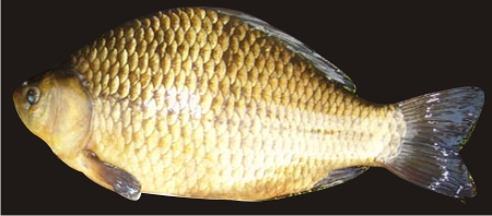 Pelles Fotoblogg: Fisk Artregister