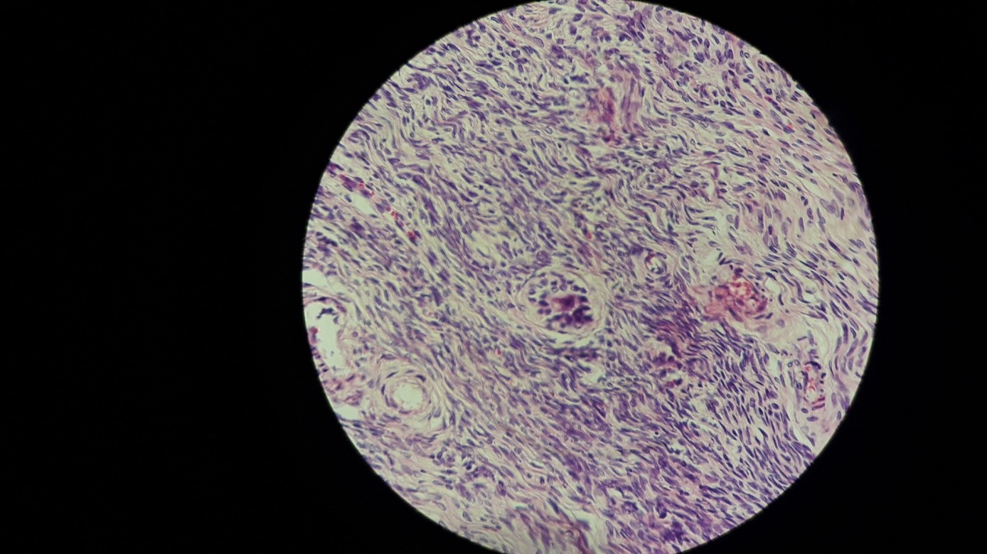 PRACTICAS EMBRIOLOGIA: PRACTICA 2