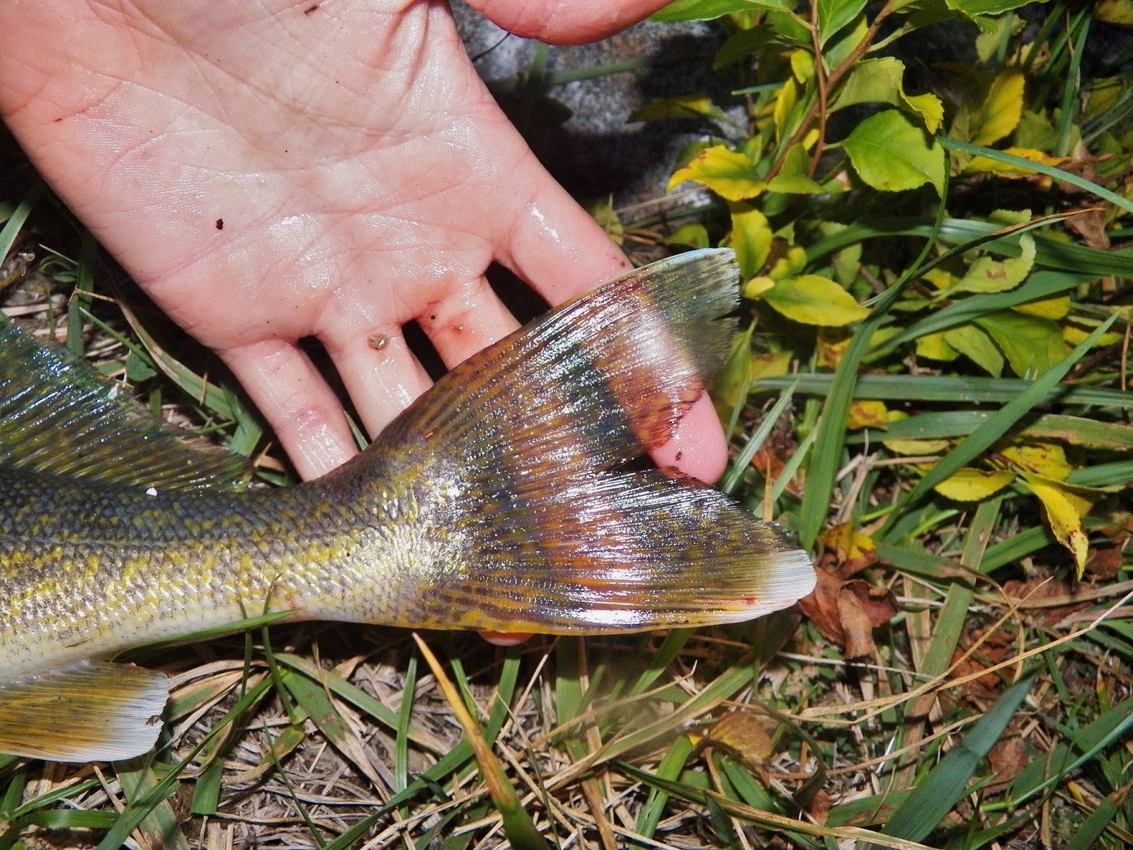 Connecticut Fly Angler: Wiggle Tails and Walleye