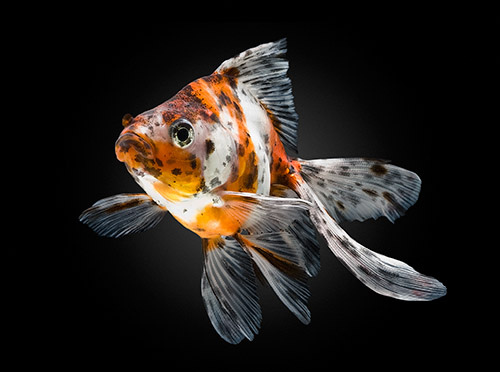 AquariofiliaBR: AQUÁRIO DE KINGUIOS