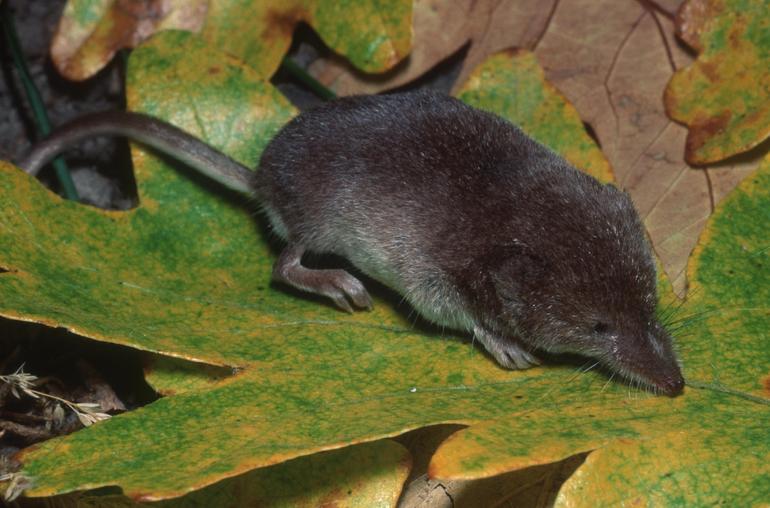 Salish Sea News and Weather: 10/22 Shrew, quakes, pine bunting, saving ...